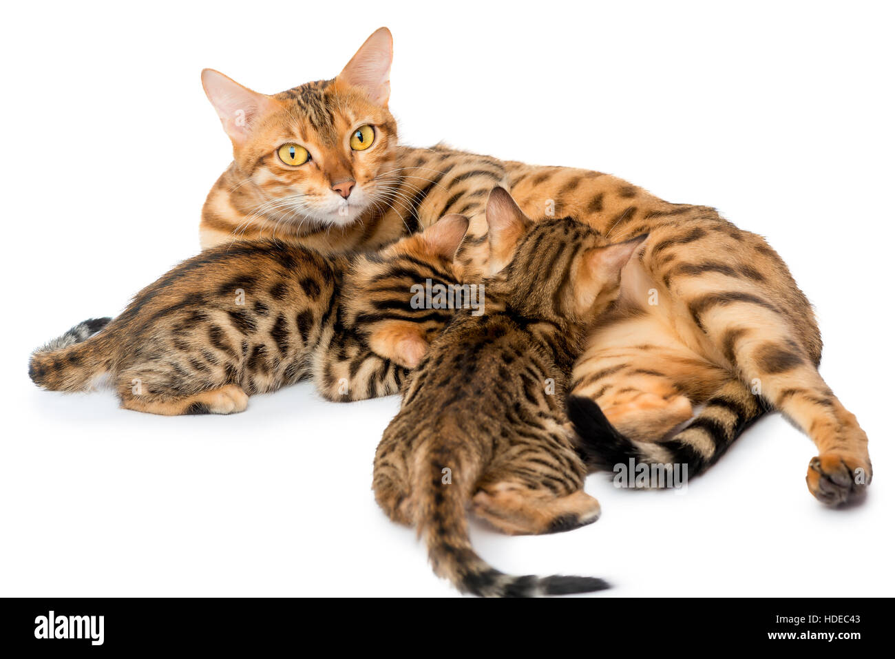 bengal cat feeding calves milk on a white background Stock Photo - Alamy