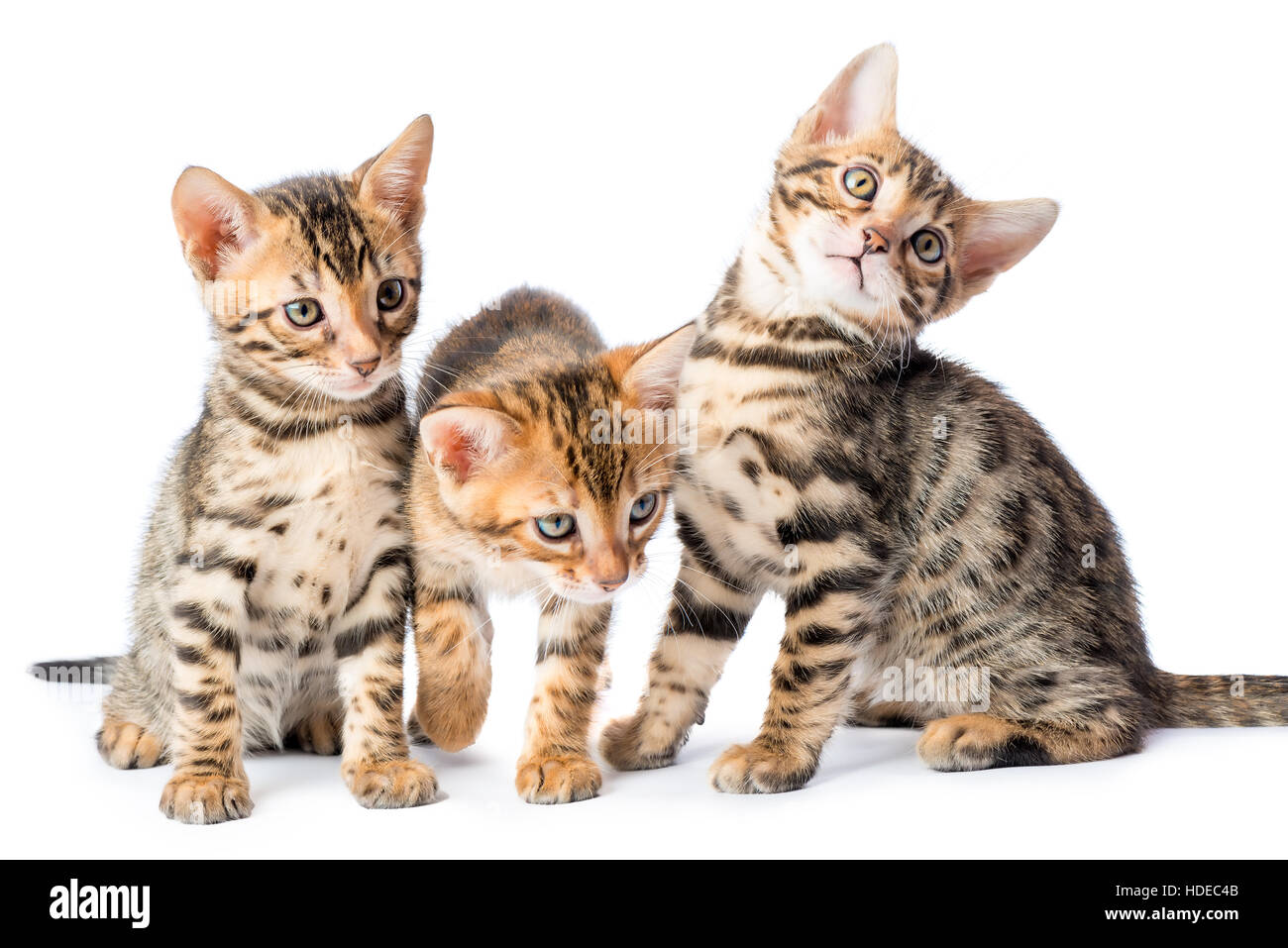 Three brothers kitten, portrait on a white background Stock Photo - Alamy