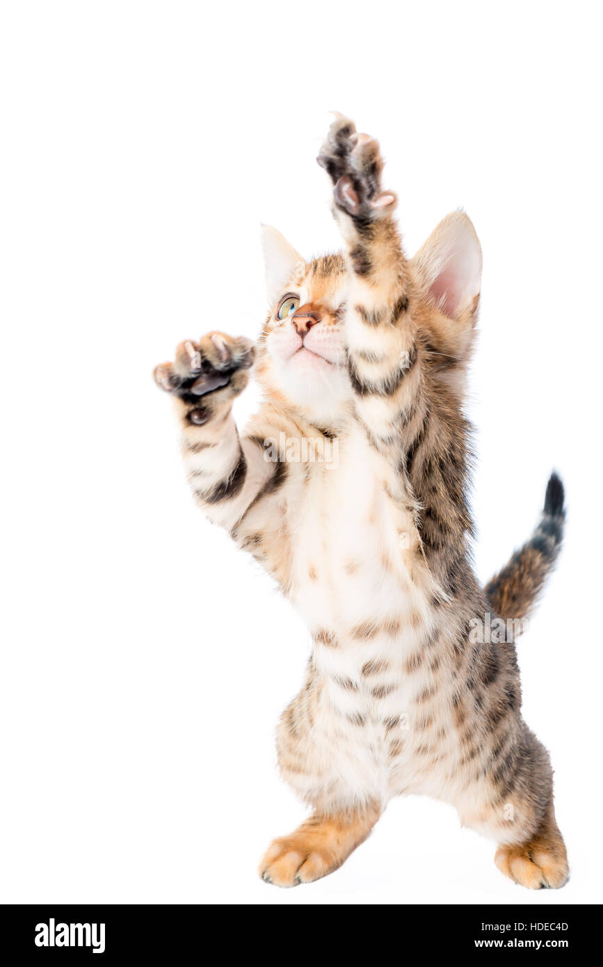active beautiful kitten plays on a white background Stock Photo - Alamy