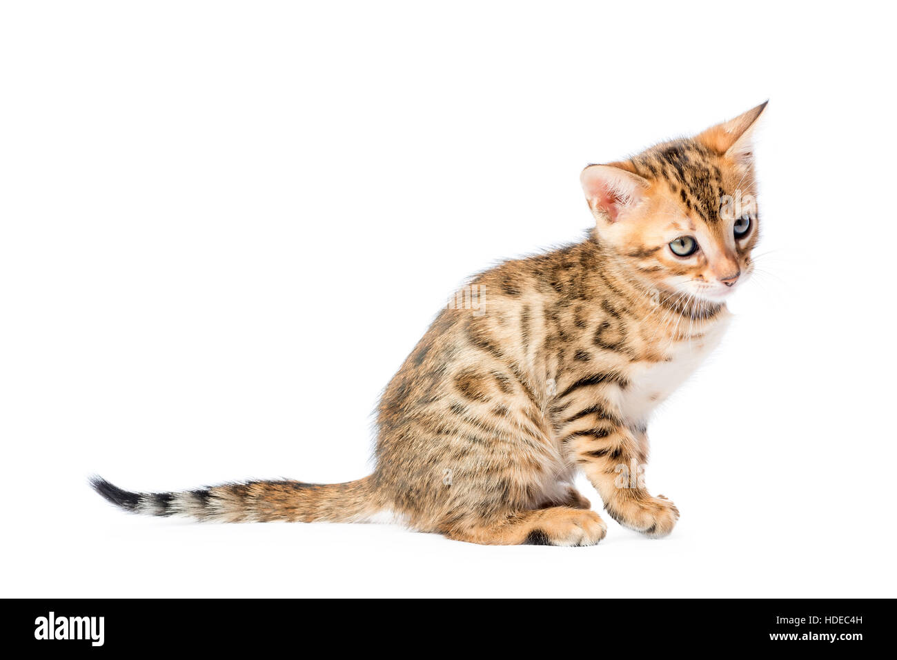 spotted bengal cat breed close-up on a white background Stock Photo - Alamy