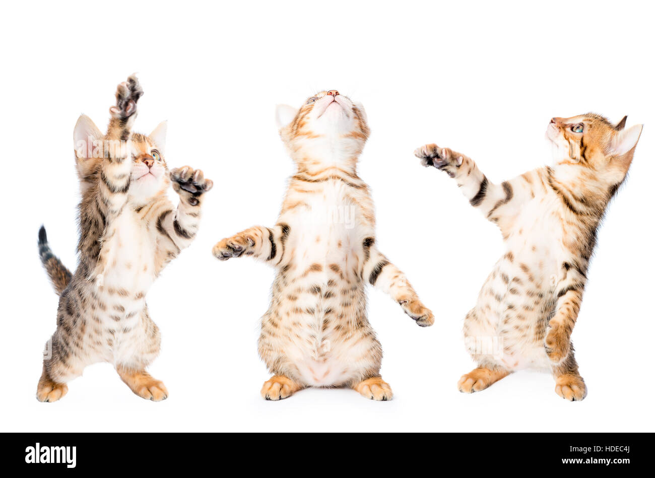 three kittens playing and looking up isolated Stock Photo - Alamy