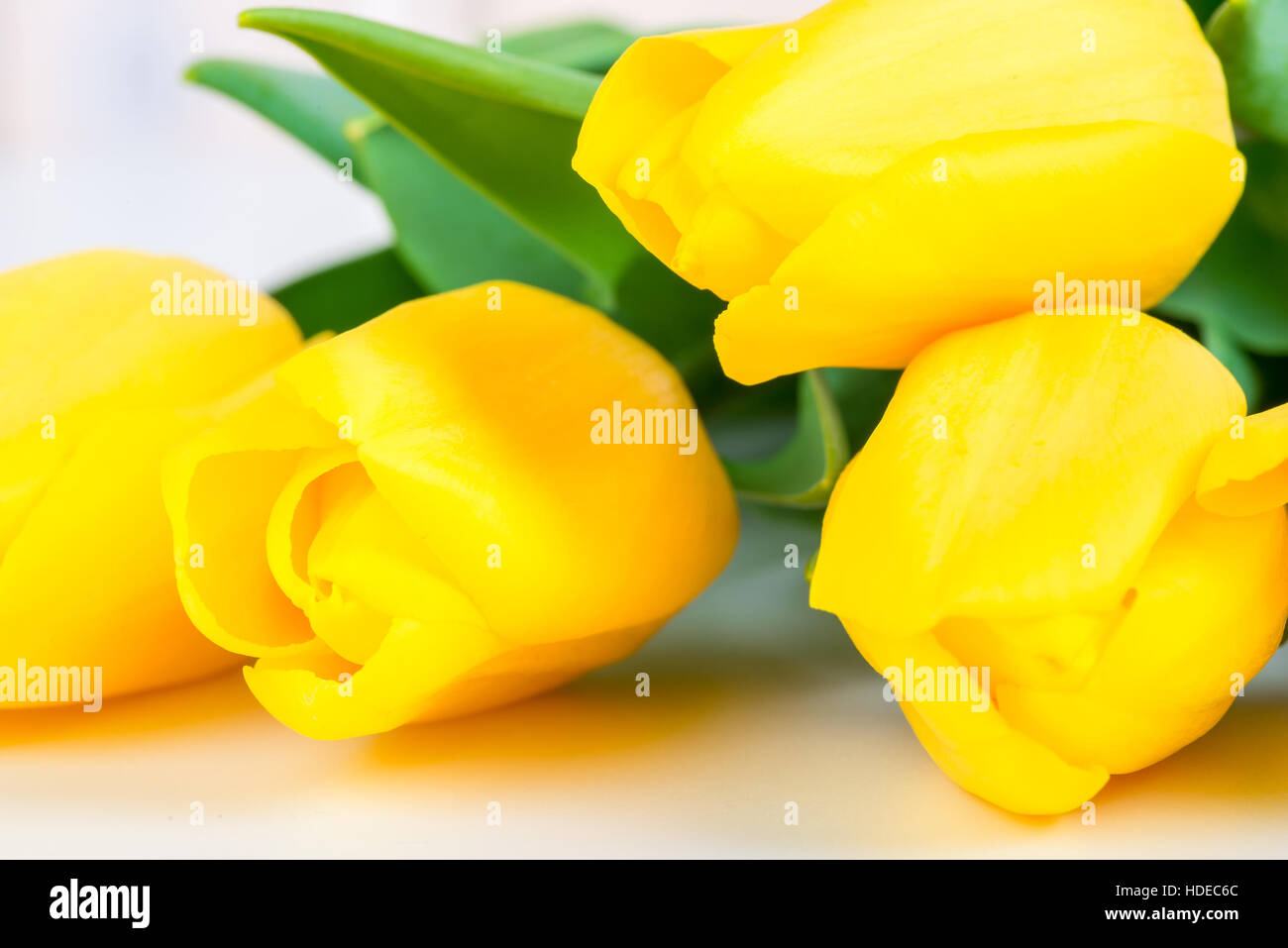 buds of beautiful yellow tulips close-up shot Stock Photo - Alamy