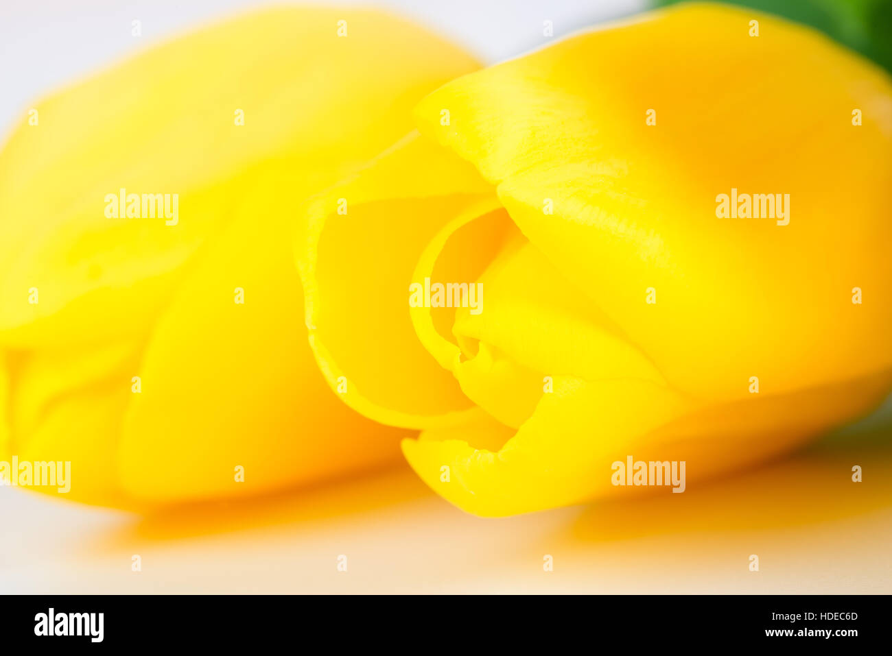 flower of yellow spring tulip photographed close-up Stock Photo - Alamy