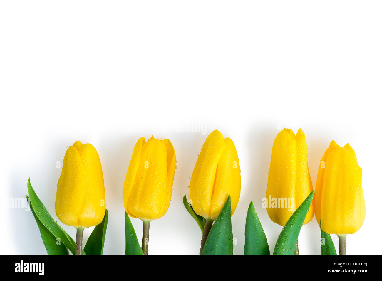 five tulips covered with water drops lie in a row on a white background ...