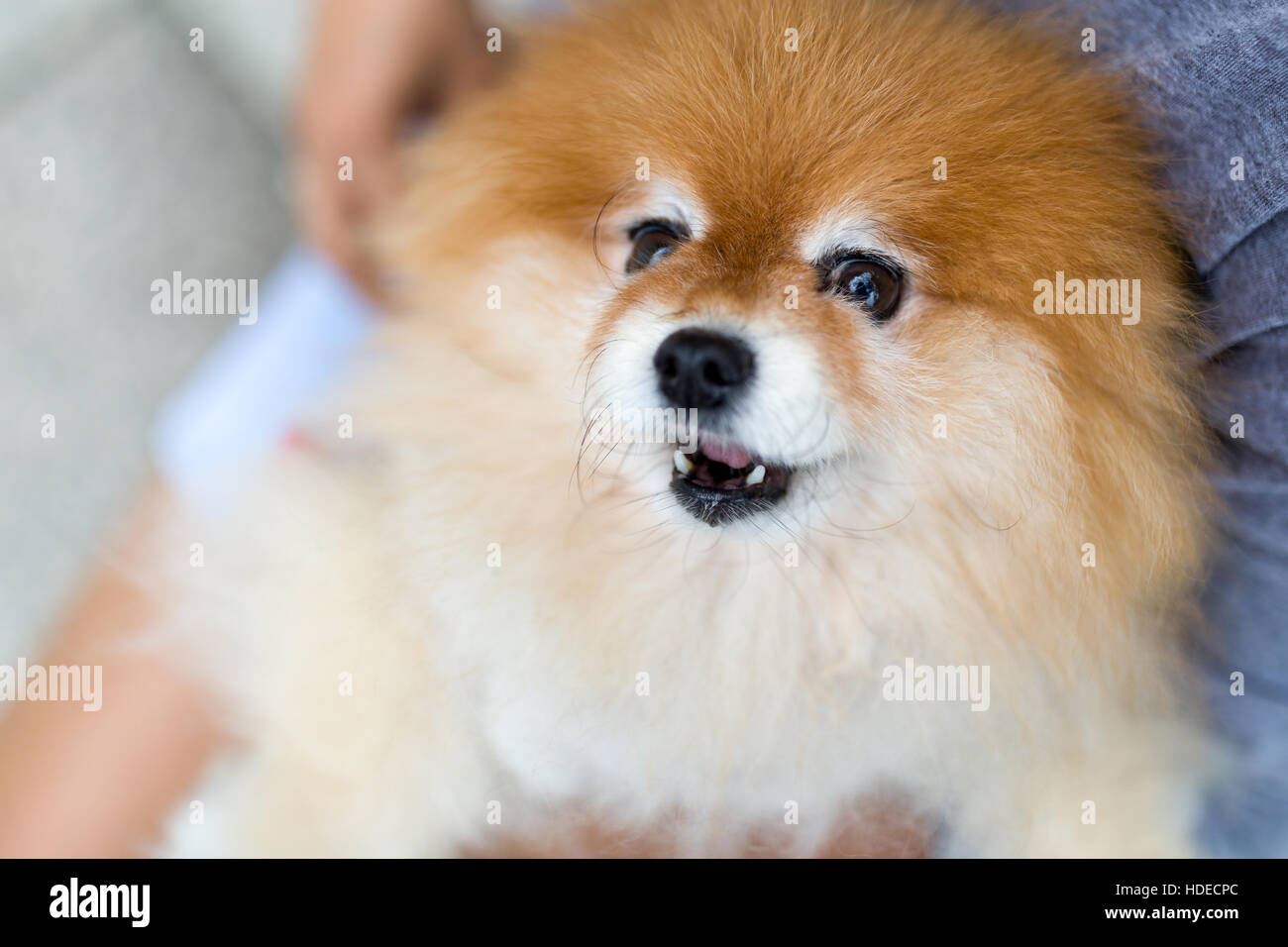 Pomeranian Dog Portrait Stock Photo - Alamy Pomeranian Dog Portrait Stock Photo - Alamy