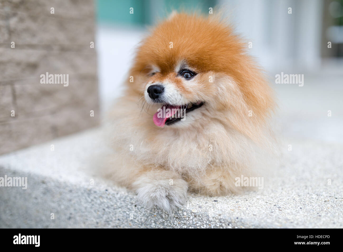 Pomeranian Dog Portrait Stock Photo - Alamy Pomeranian Dog Portrait Stock Photo - Alamy