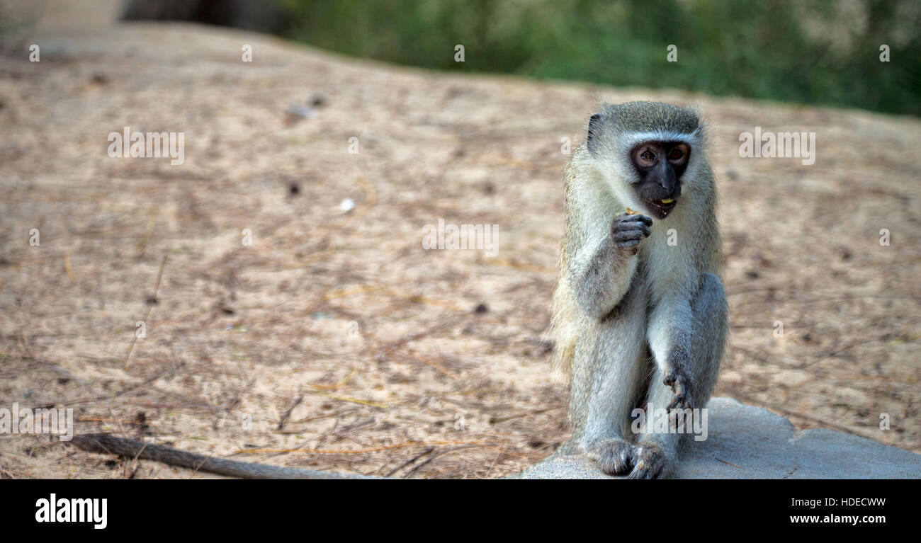 blur in south africa kruger wildlife nature reserve and wild monkey ...