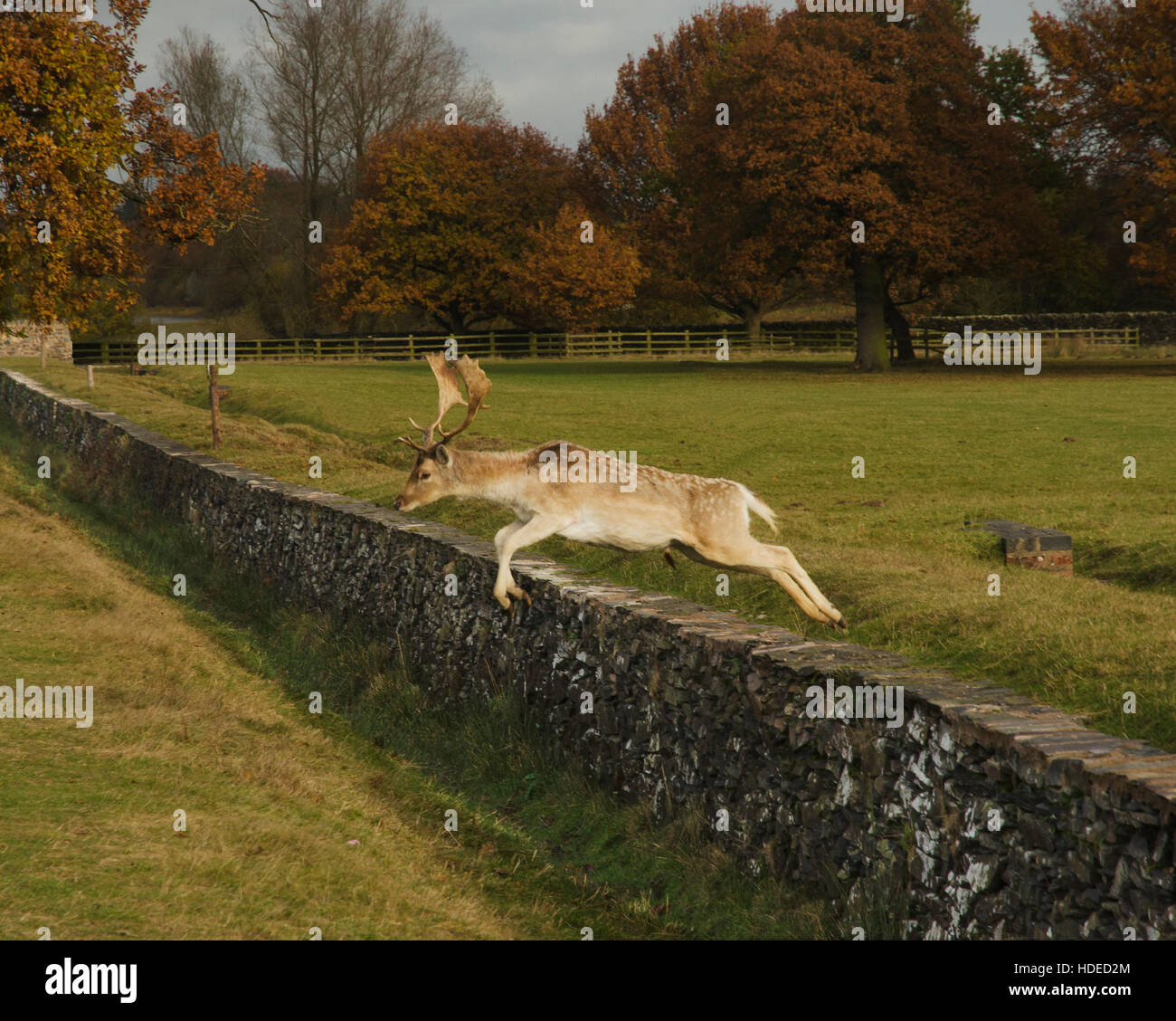 bradgate park stag jumping Stock Photo - Alamy