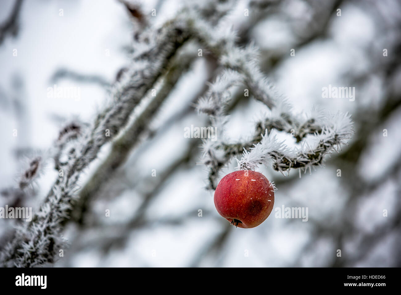 Freeze and winter hi-res stock photography and images - Alamy