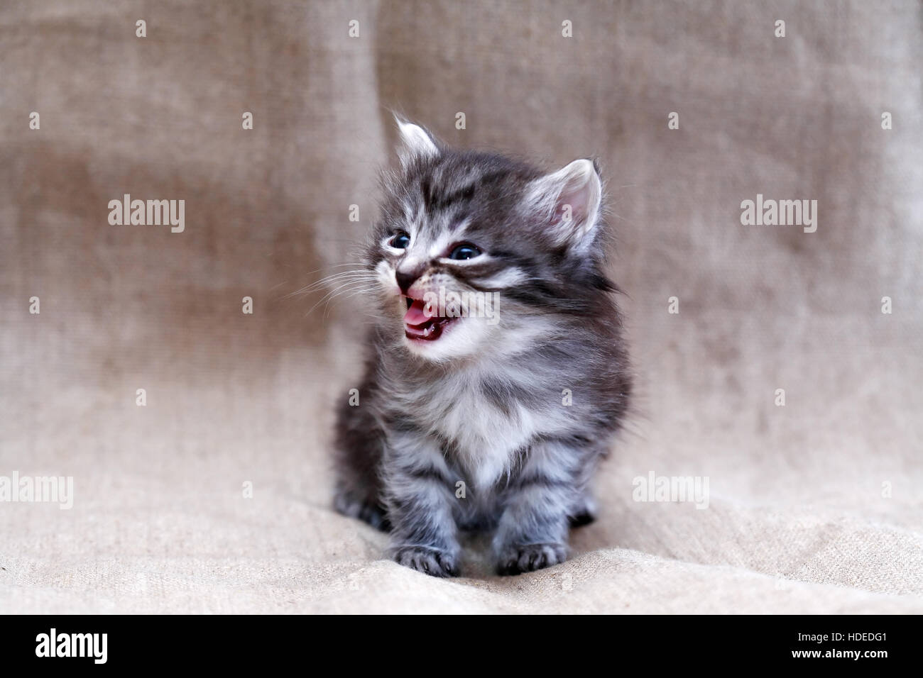 Small kitty hi-res stock photography and images - Alamy