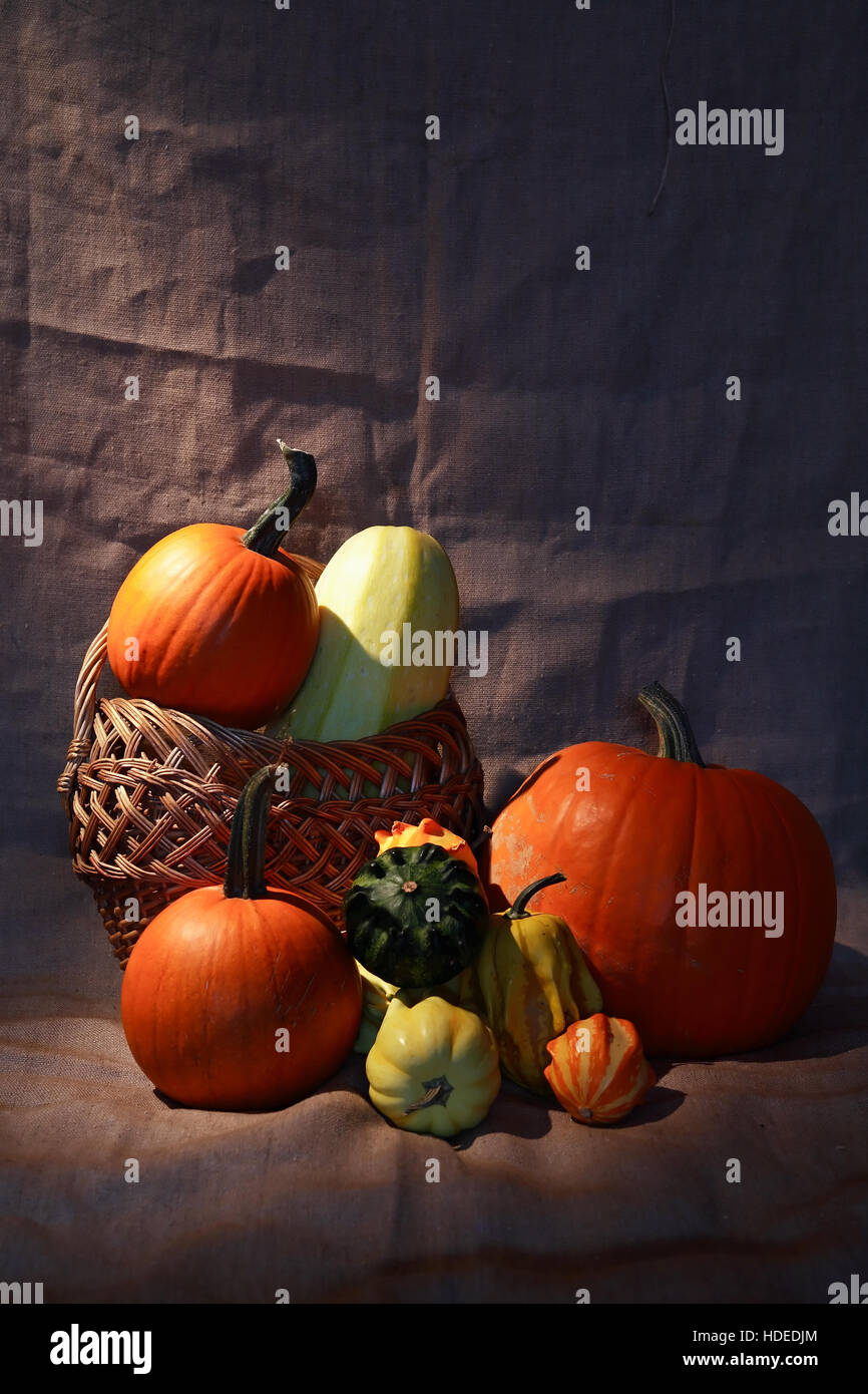 Set of various pumpkin fruits on canvas background Stock Photo - Alamy