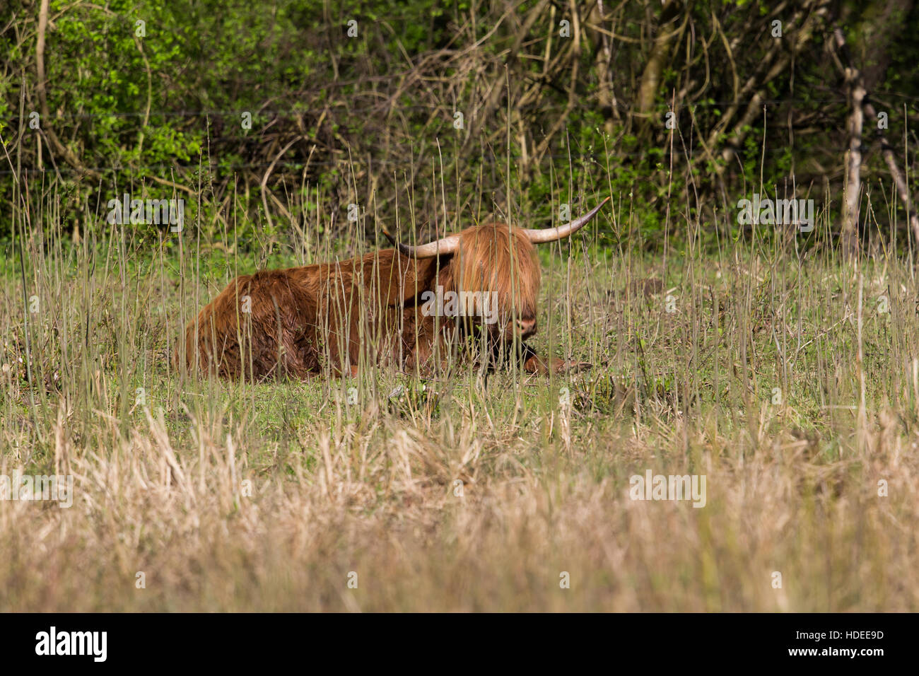 Relaxed scottish highland beef sitting in meadow Stock Photo - Alamy