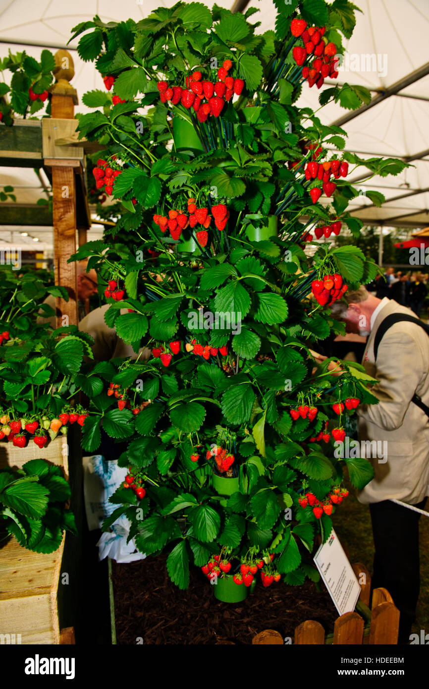 Chelsea Flower Show 2016,Ken Muir Strawberries,Flower,Sculpture,Garden ...