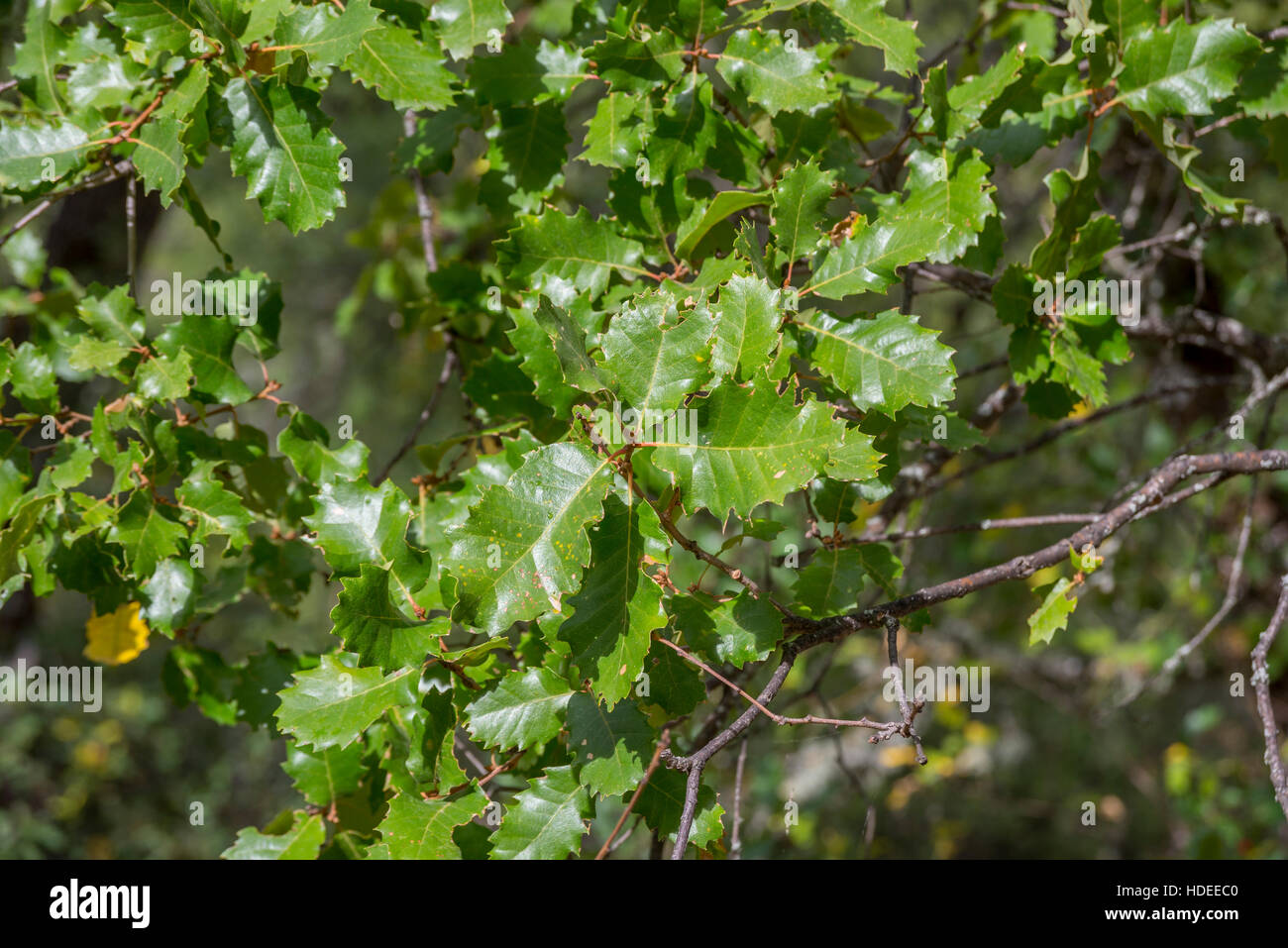 Foliage of Gall Oak, Quercus faginea. Photo taken in Guadalajara ...