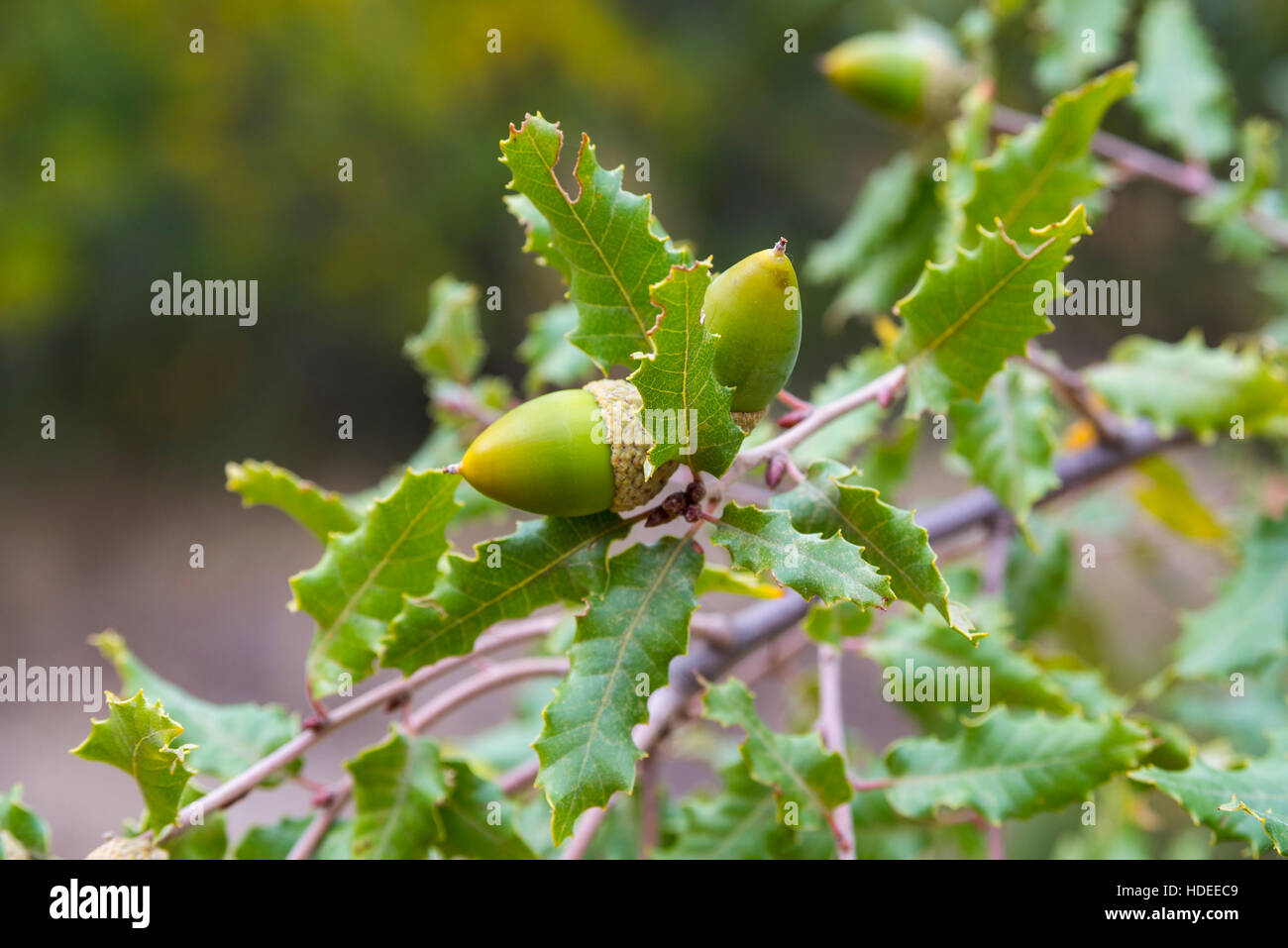 Gall nut hi-res stock photography and images - Alamy