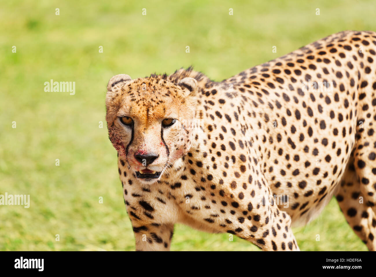 Portrait of African cheetah with bloody muzzle Stock Photo - Alamy