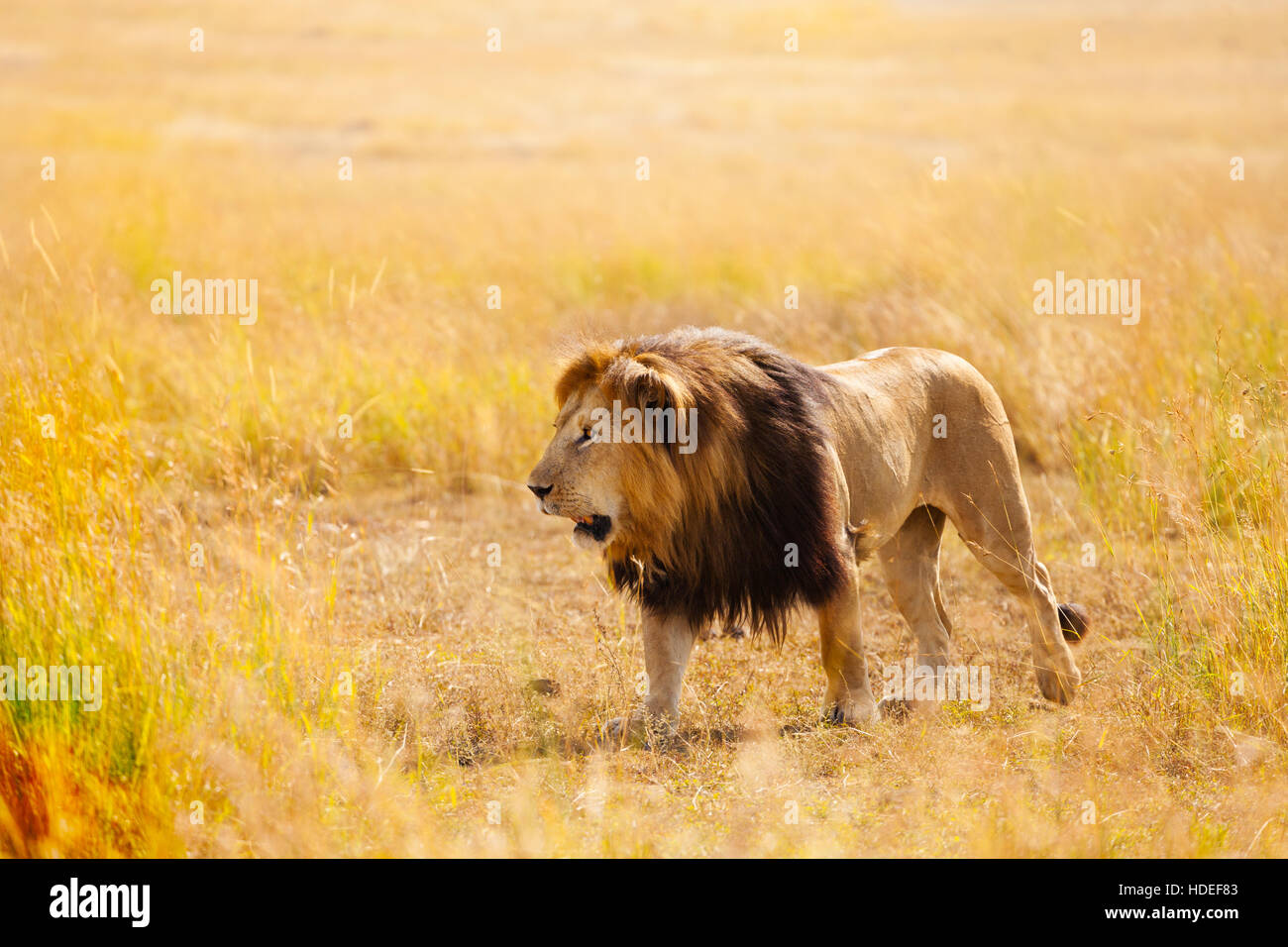 Beautiful African lion in the nature habitat Stock Photo - Alamy