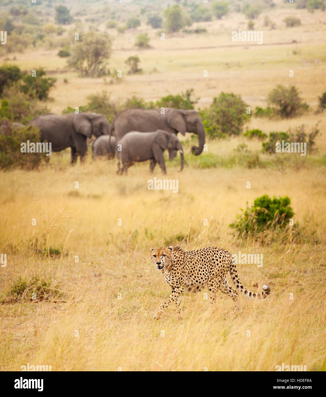 African cheetah hunting at great spaces of savanna Stock Photo - Alamy