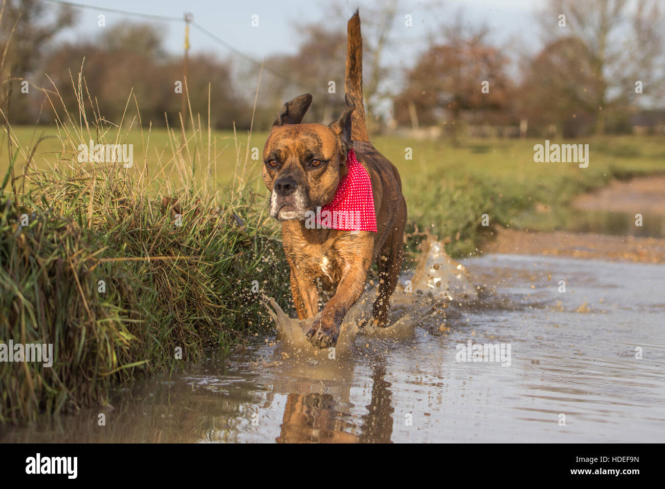 Cute Dog runs through puddle wearing bandana in countryside setting ...