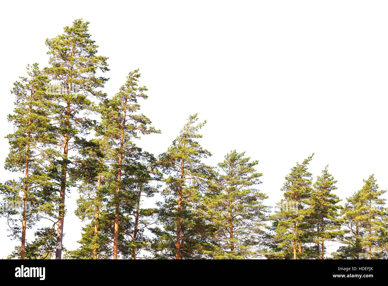 Green trees background pine hi-res stock photography and images - Alamy