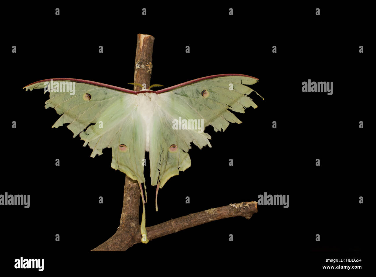 Indian moon moth Stock Photo - Alamy