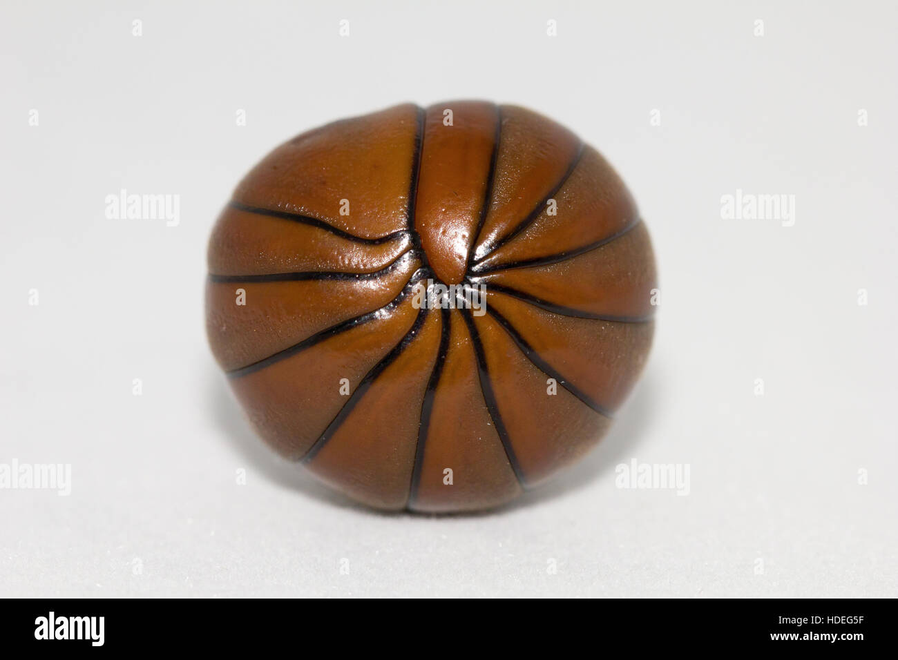 Armored millipede hi-res stock photography and images - Alamy