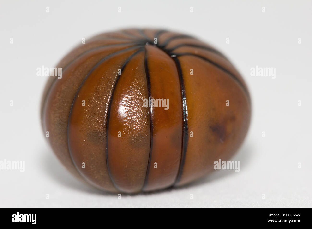 Armored millipede hi-res stock photography and images - Alamy