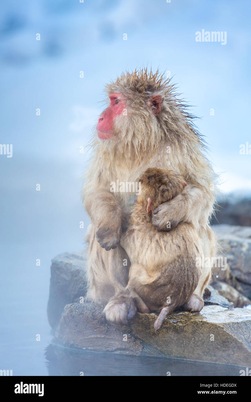 Japanese Snow monkey Macaque in hot spring Onsen Jigokudan Park, Nagano ...