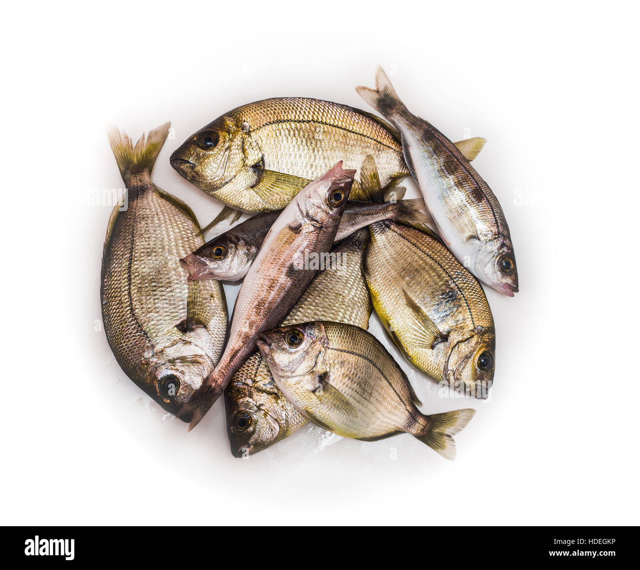 Fresh sea fish fishery Cut Out Stock Images & Pictures - Alamy