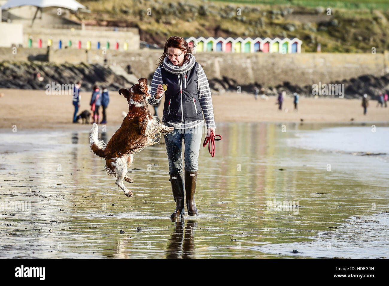Nia Jones and her Welsh Springer Rio, from Cardiff, enjoy playing on ...