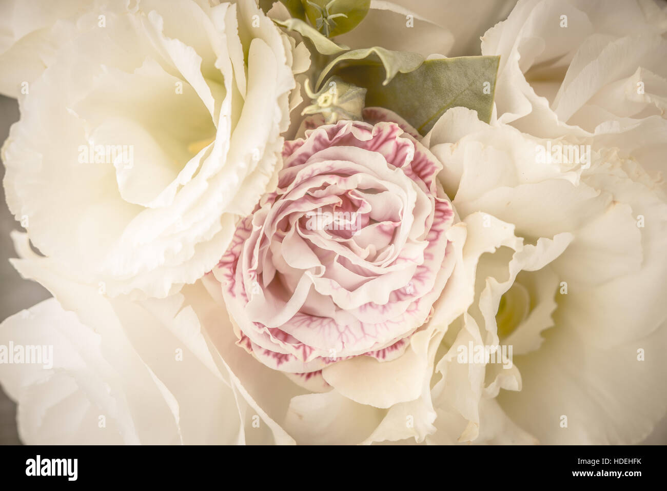 Tender flowers background horizontal Stock Photo - Alamy