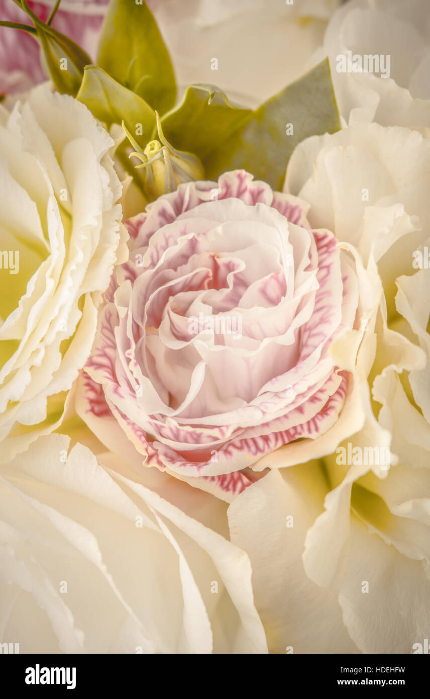 Tender flowers background Stock Photo - Alamy