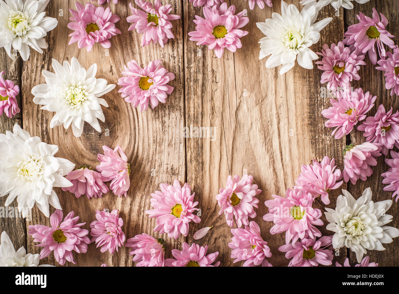 flower different plant nature blossom petal Stock Photo - Alamy