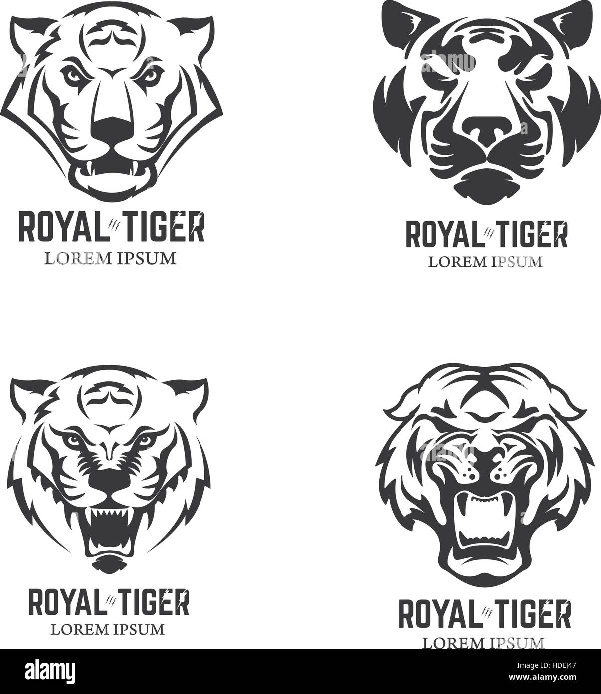 Tiger vector sport logo design Black and White Stock Photos & Images ...