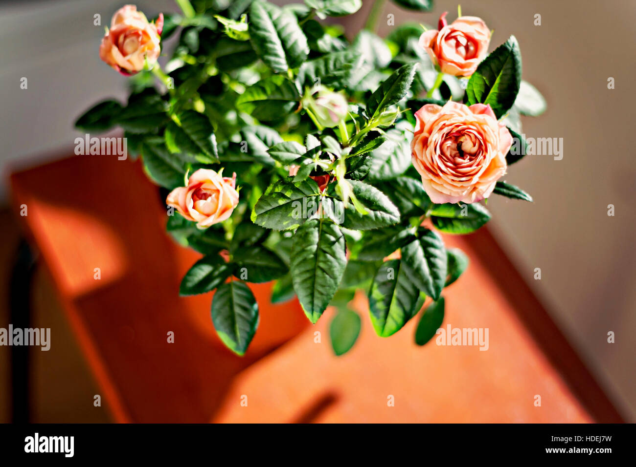 miniature rose bush in a flowerpot in the sunlight Stock Photo - Alamy