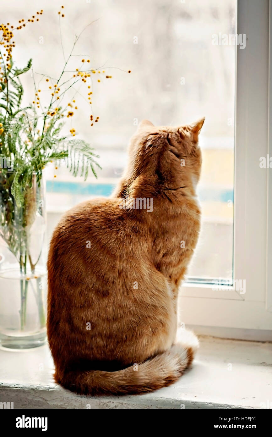 red cat sitting on the windowsill, looking out the window, next to a ...