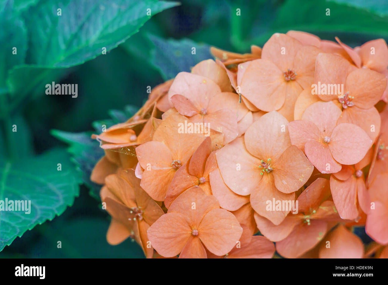 orange hydrangea with leaves in the garden Stock Photo - Alamy