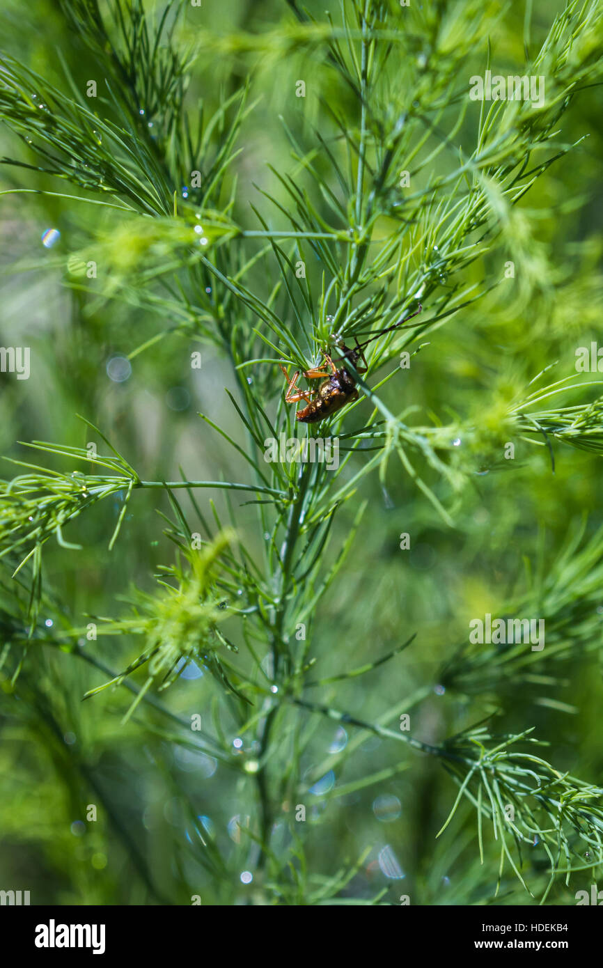 close up of an insect getting a drink on a single water drop from fresh ...