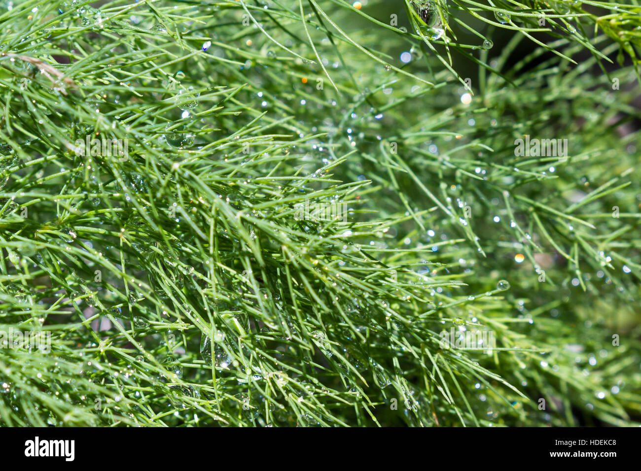 close up of a healthy asparagus plant with water drops adding a natural ...