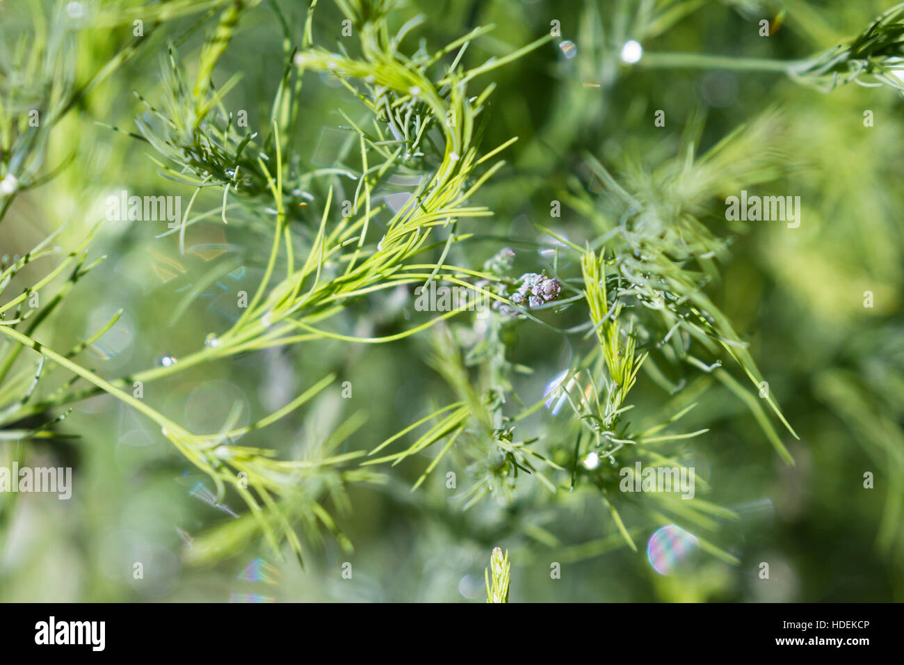 close up of a healthy asparagus plant with water drops adding a natural ...