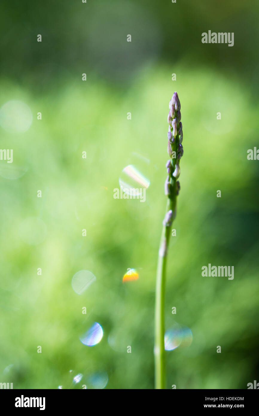 close up of a healthy asparagus plant with water drops adding a natural ...