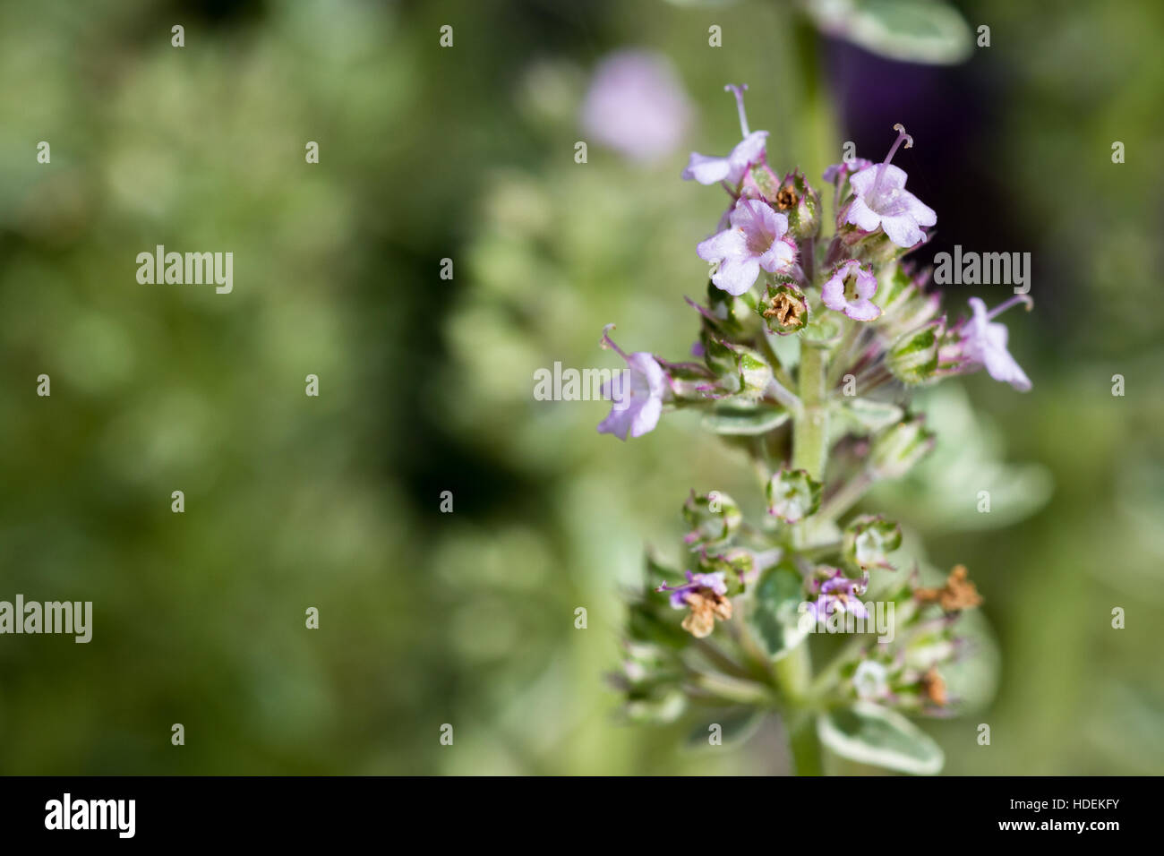 close up of the beautiful flowers on an organic thyme plant with a ...