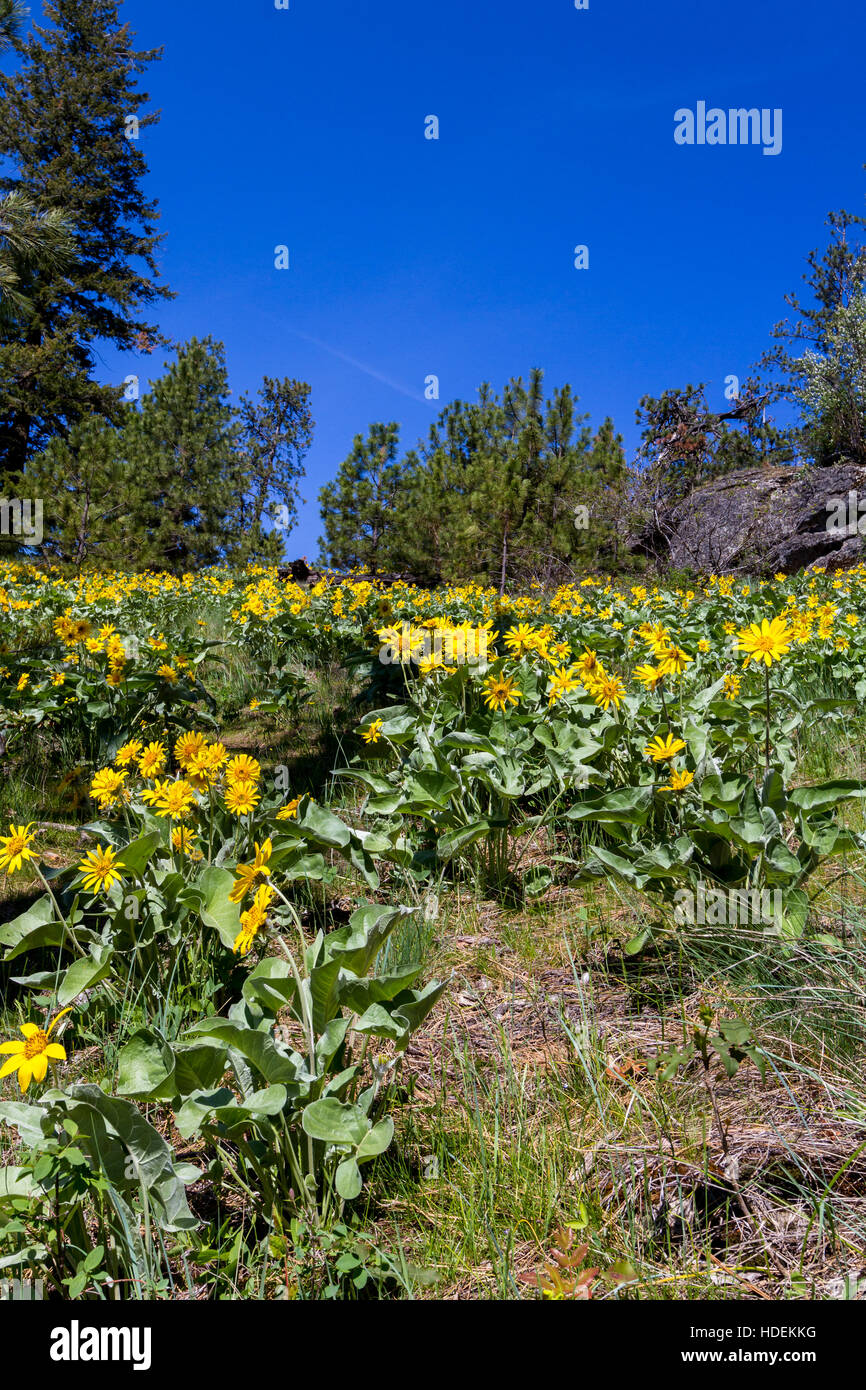 spring scene with wild spring flowers growing up the hillside Stock ...