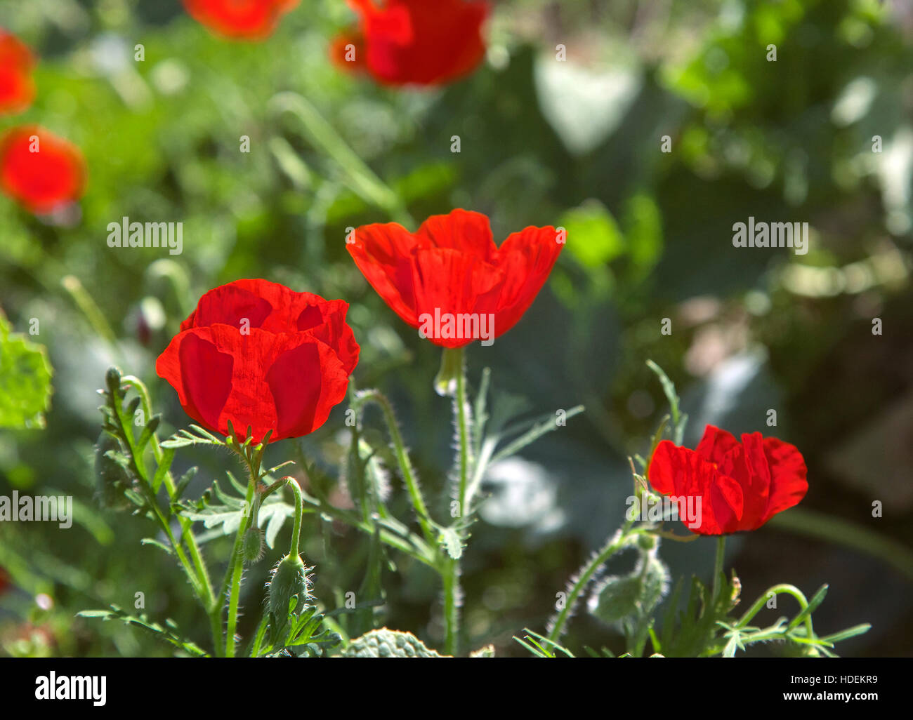 Poppy flowers on a meadow in the backlight Stock Photo - Alamy