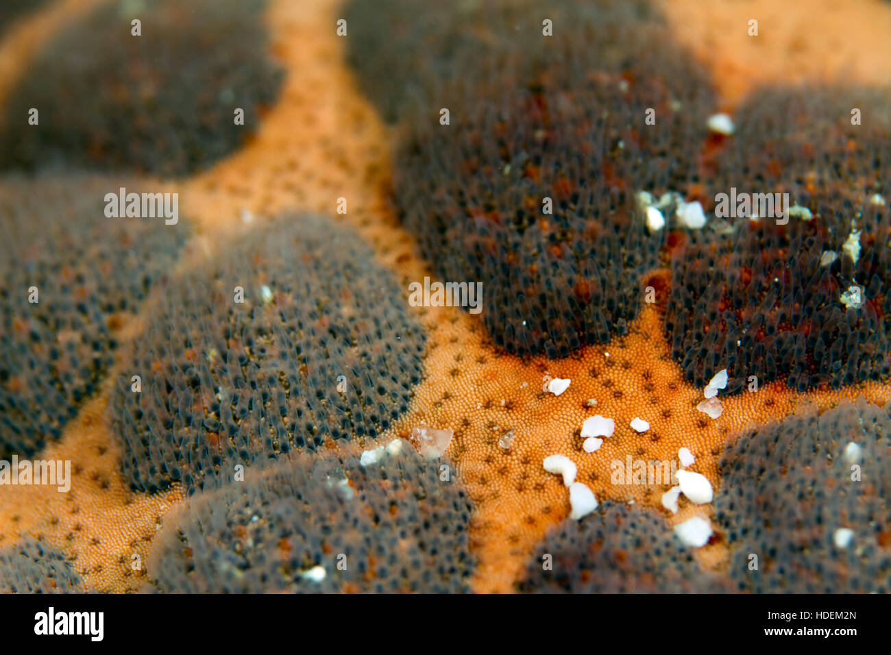 Cushion starfish hi-res stock photography and images - Alamy