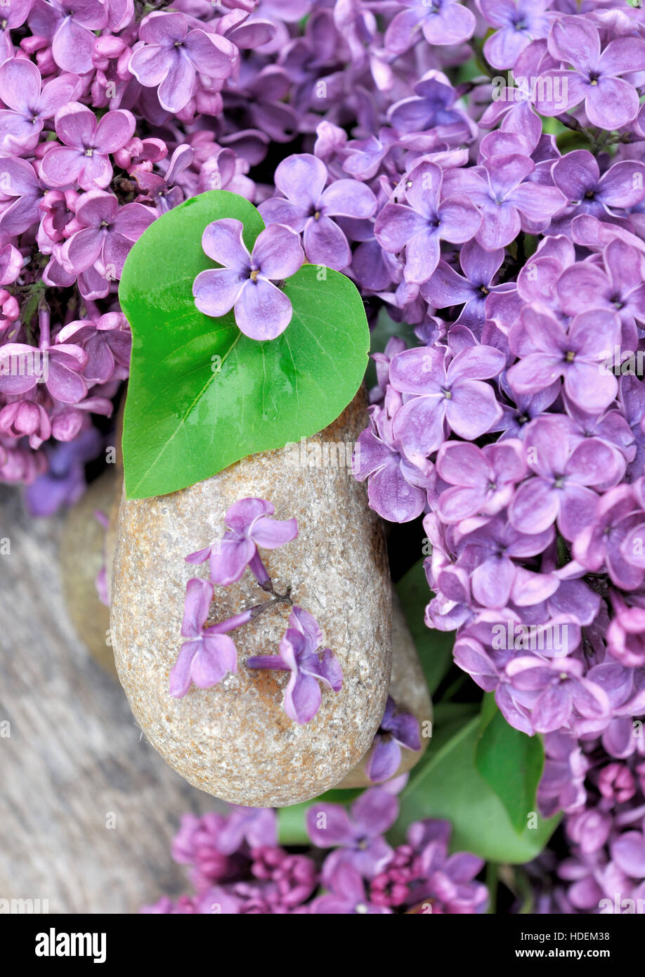 floral decoration with pebbles and lilac Stock Photo - Alamy