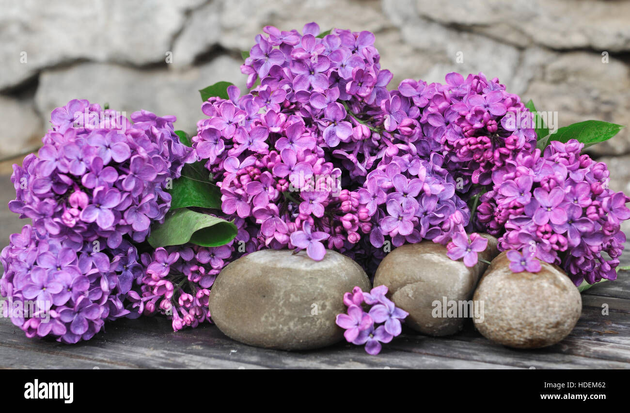 Garden pebbles hi-res stock photography and images - Alamy