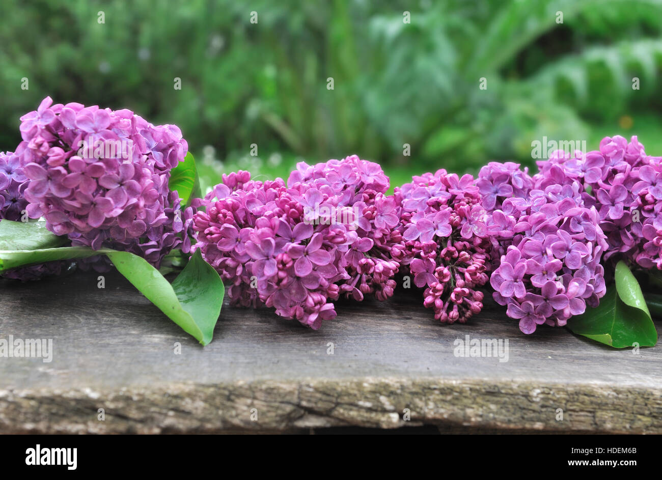 lilac flowers on a plank in a garden Stock Photo - Alamy
