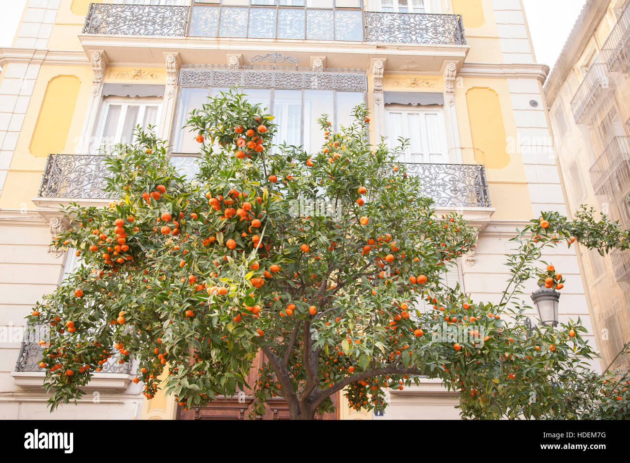 Orange Trees in Street; Valencia; Spain Stock Photo - Alamy