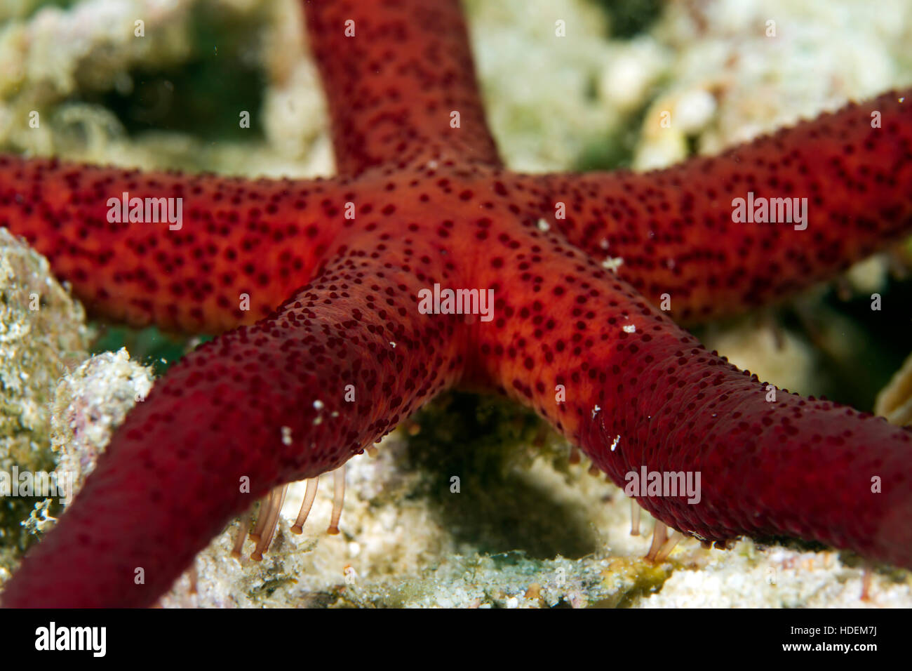 Tube feet starfish hi-res stock photography and images - Alamy